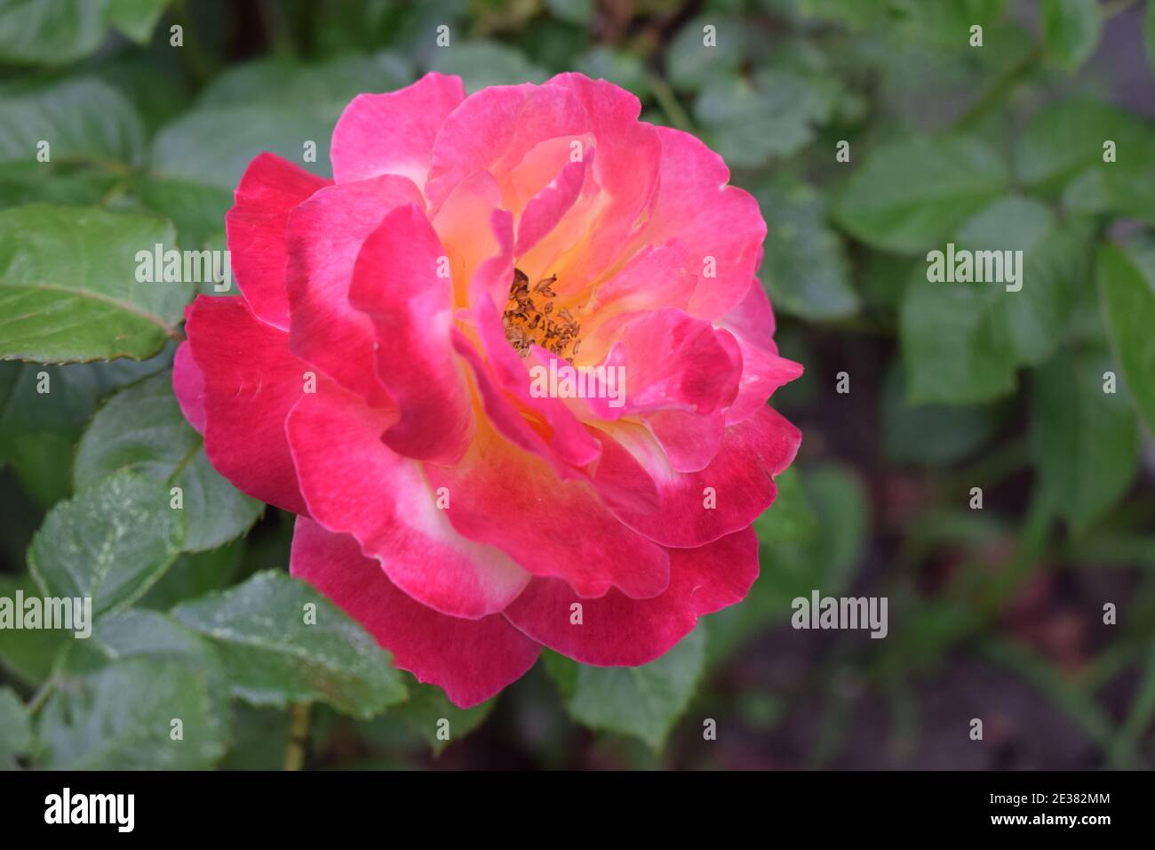 Floribunda Rose known by several common names, including Persian rose ...