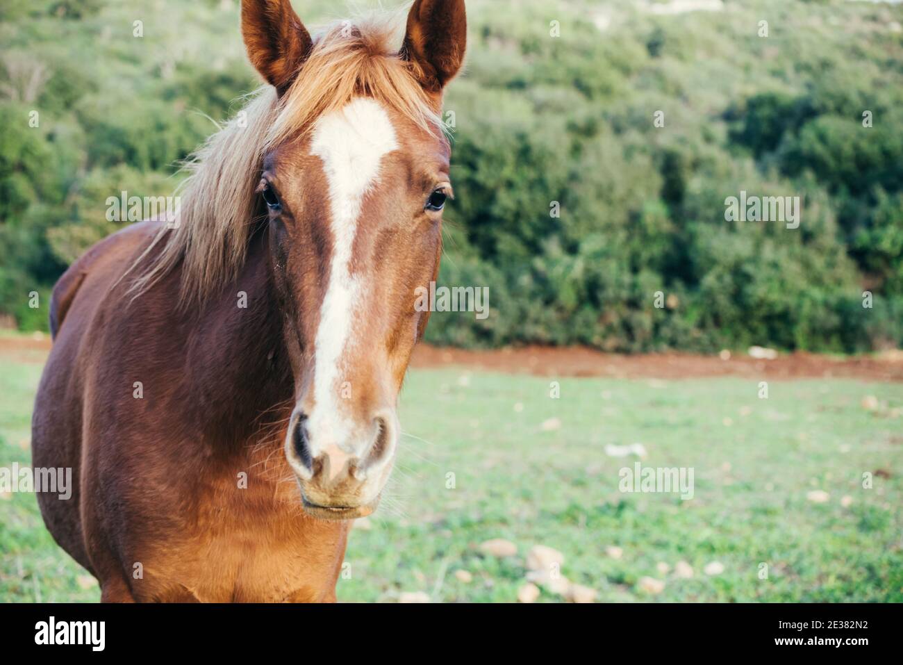 portrait of a young golden horse in a green field Stock Photo - Alamy