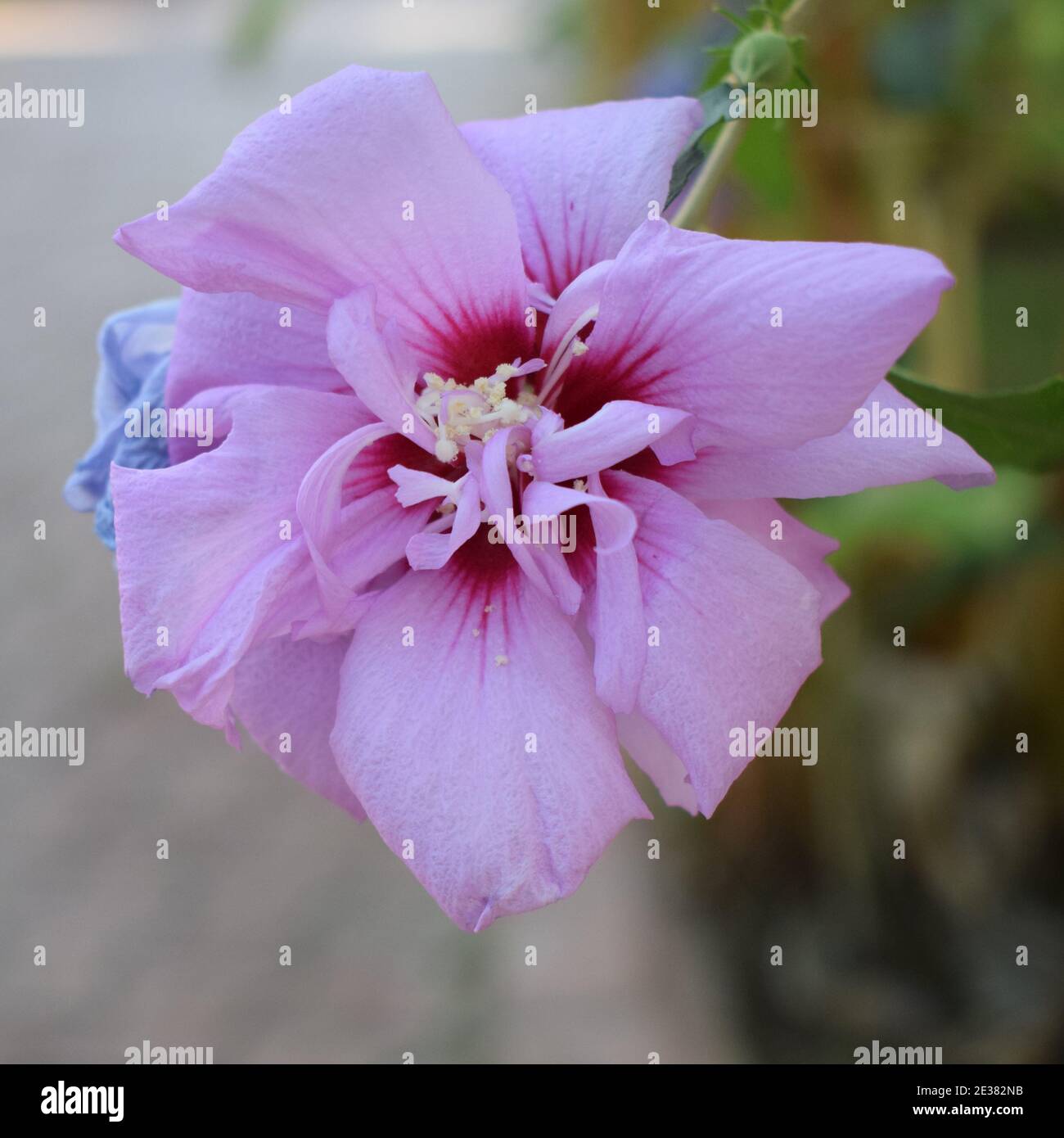 Flowers Godetia Clarkia pulchella. White and pink summer garden ...