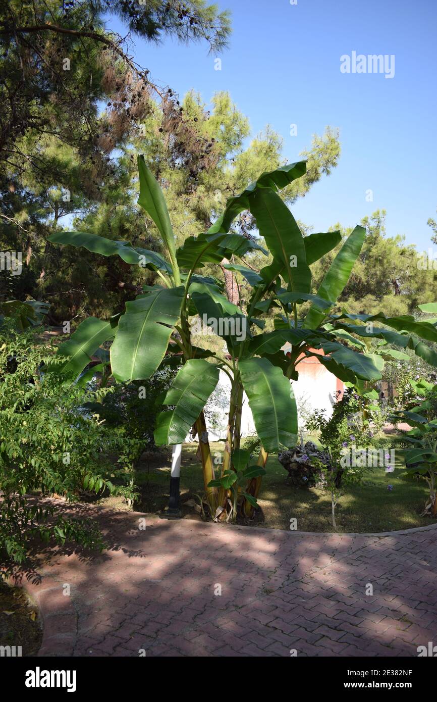 Banana trees in tropical garden. Group of big green banana leaves of ...