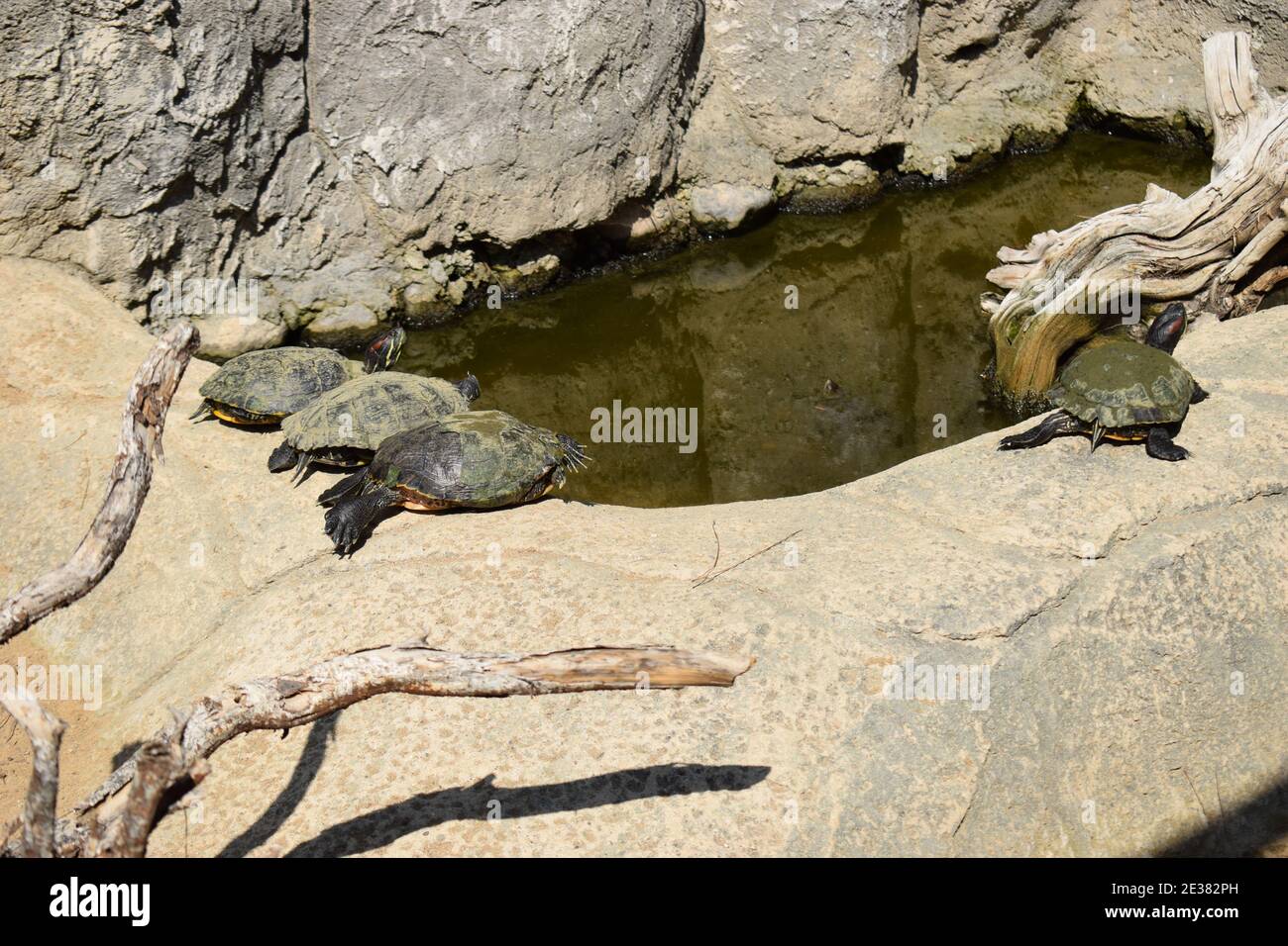 Turtles taking a sunbath on rock near pond. Group turtles in the sun on ...