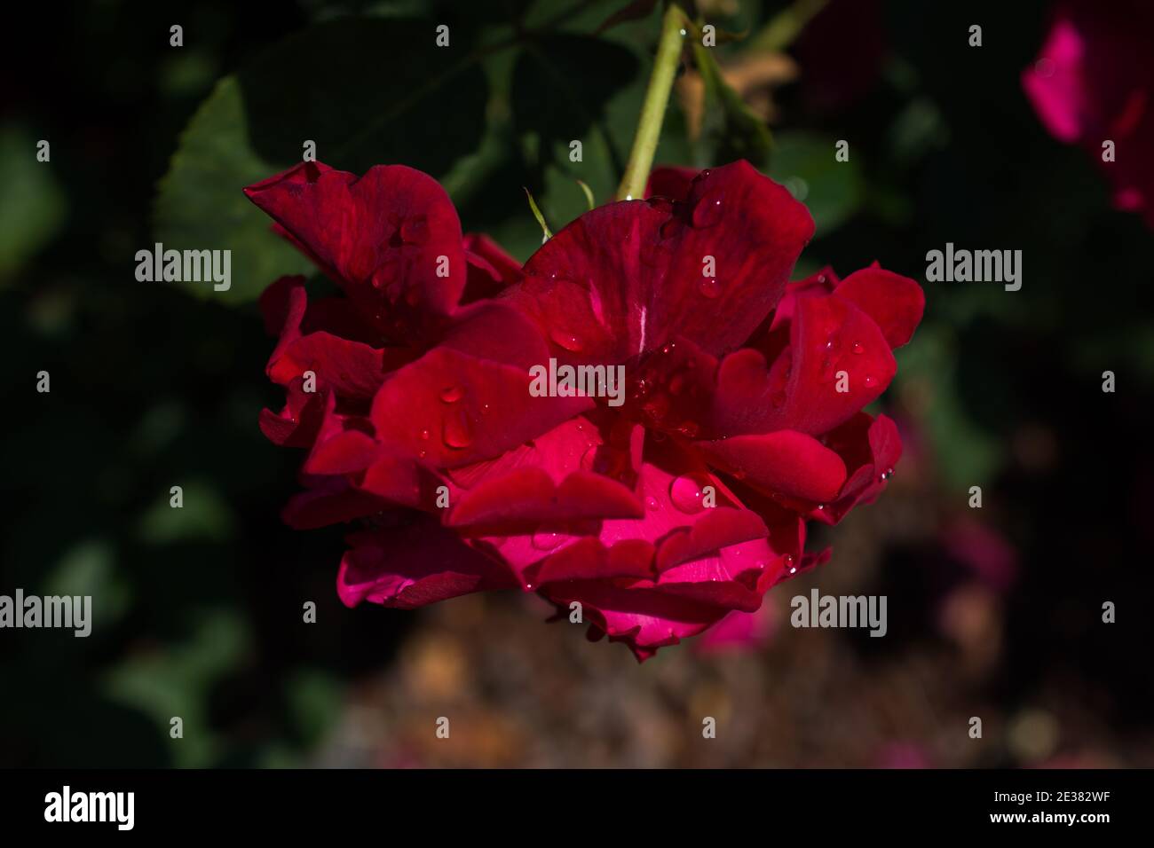 Blooming beautiful rose in spring garden Stock Photo - Alamy