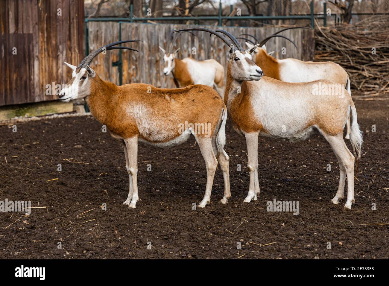 White oryxes hi-res stock photography and images - Alamy