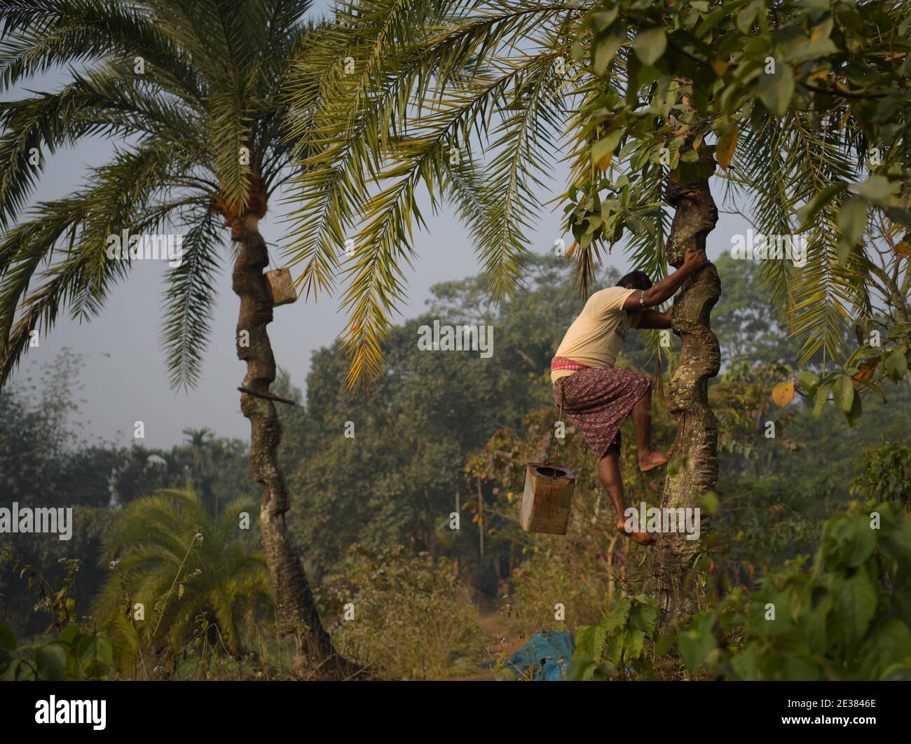 A man collects palm sap from a palm tree in Mohanbhog village. Palm ...