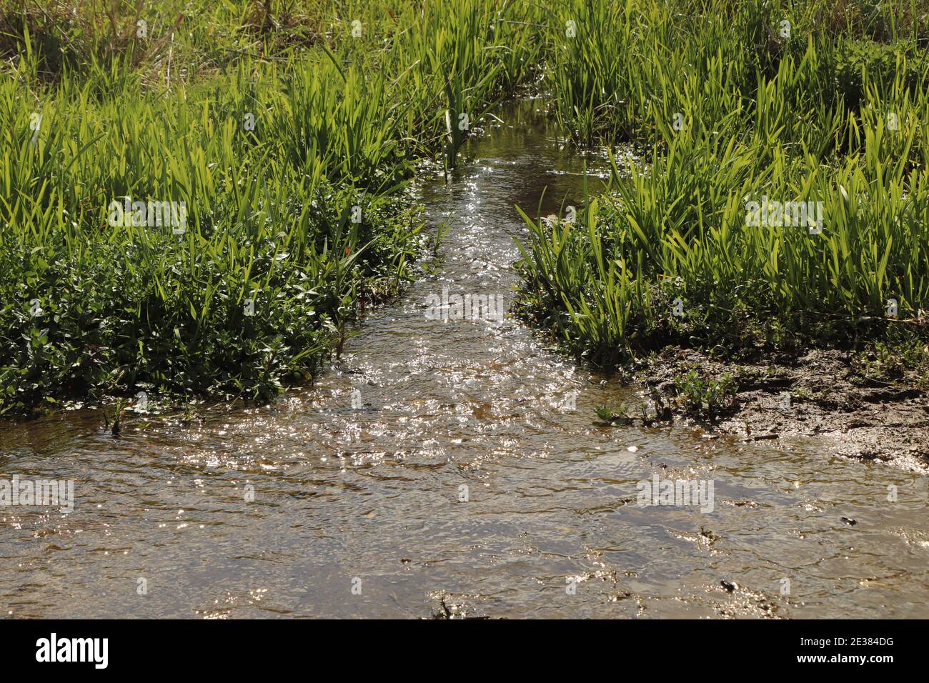 Ground level close up of mud and water sloshing down a stream Stock ...