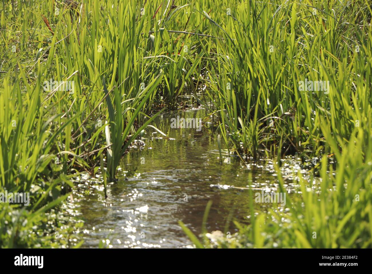 Ground level close up of mud and water sloshing down a stream Stock ...
