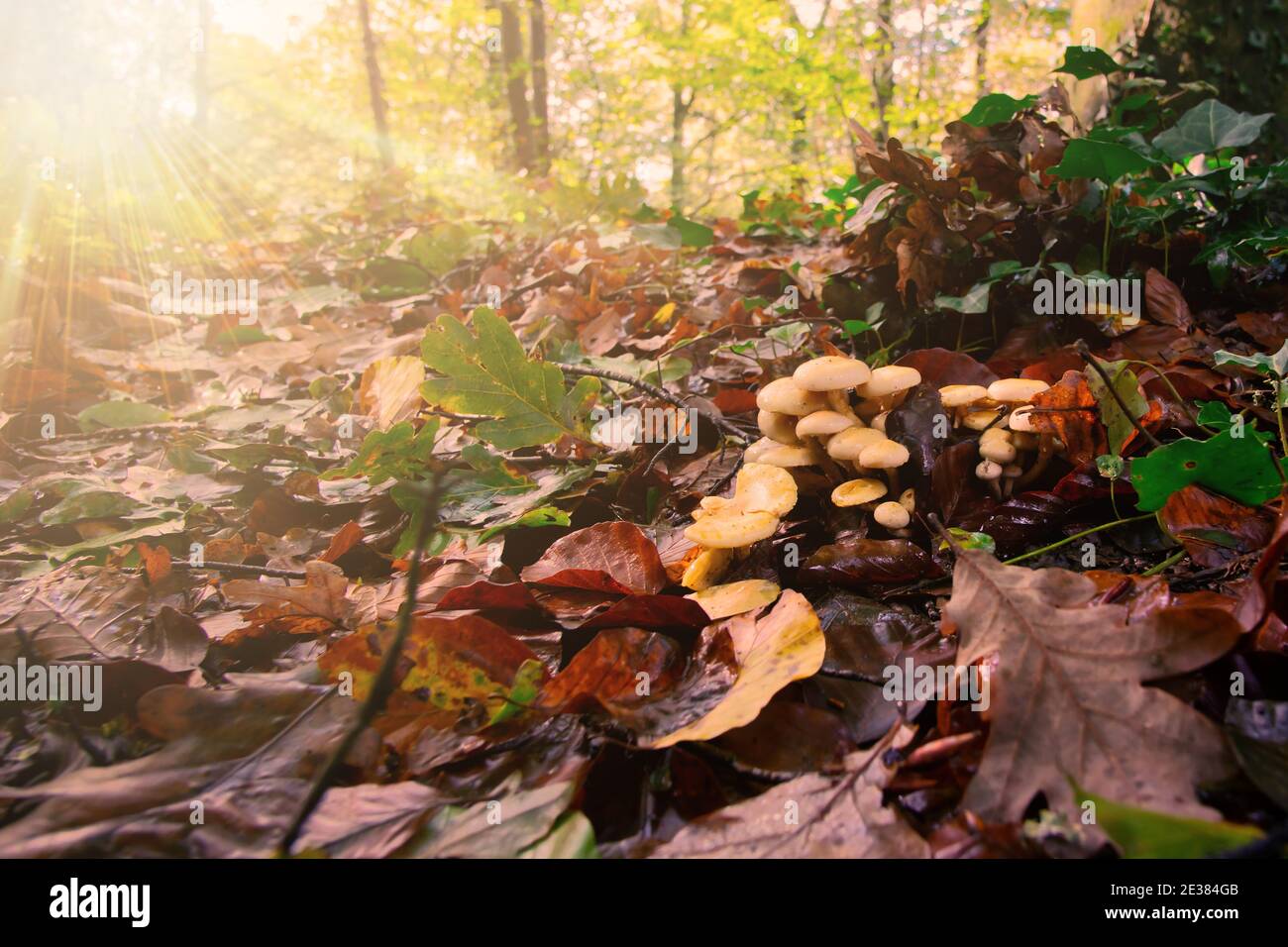 small mushrooms in an undergrowth. Dead leaves in backlight Stock Photo ...