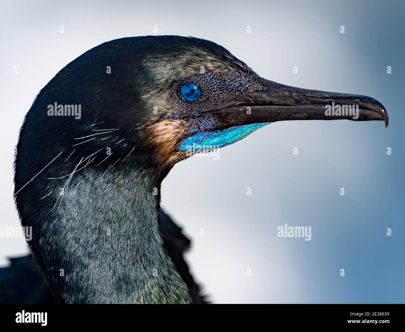 The incredible blue eyes of Brandt's cormorant, Phalacrocorax ...
