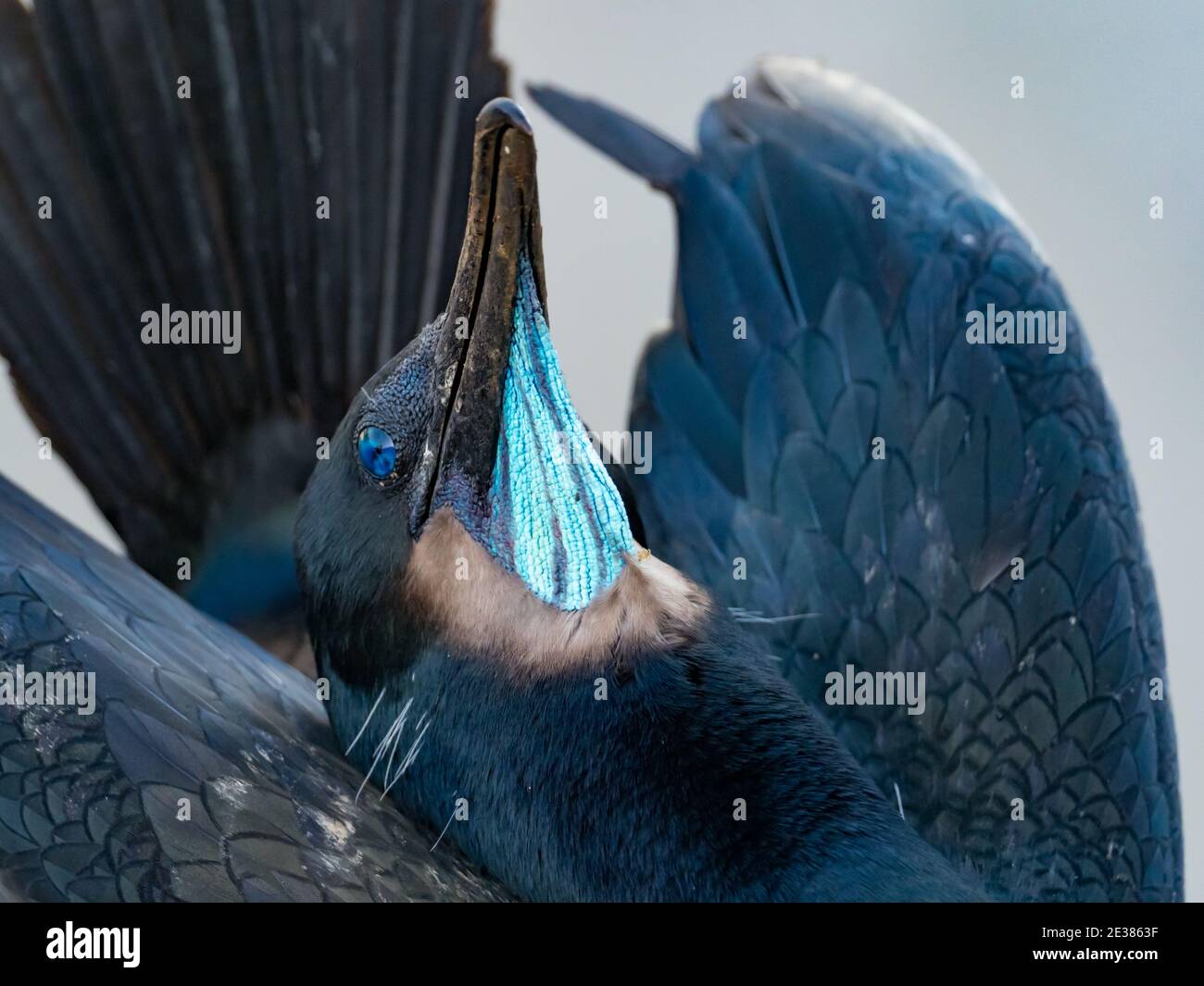 The incredible blue eyes of Brandt's cormorant, Phalacrocorax ...