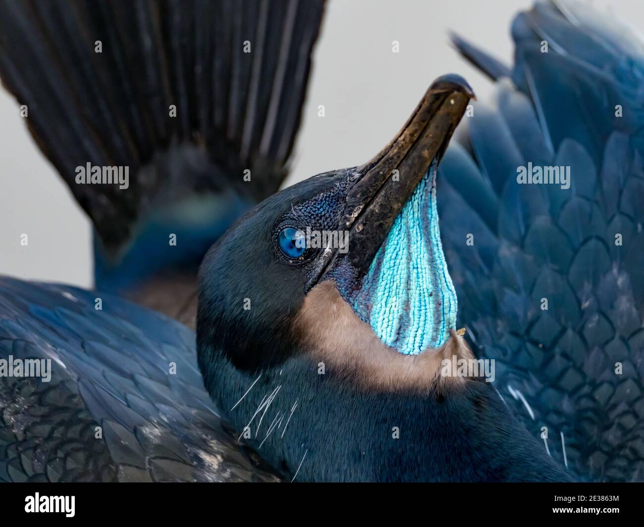 The incredible blue eyes of Brandt's cormorant, Phalacrocorax ...