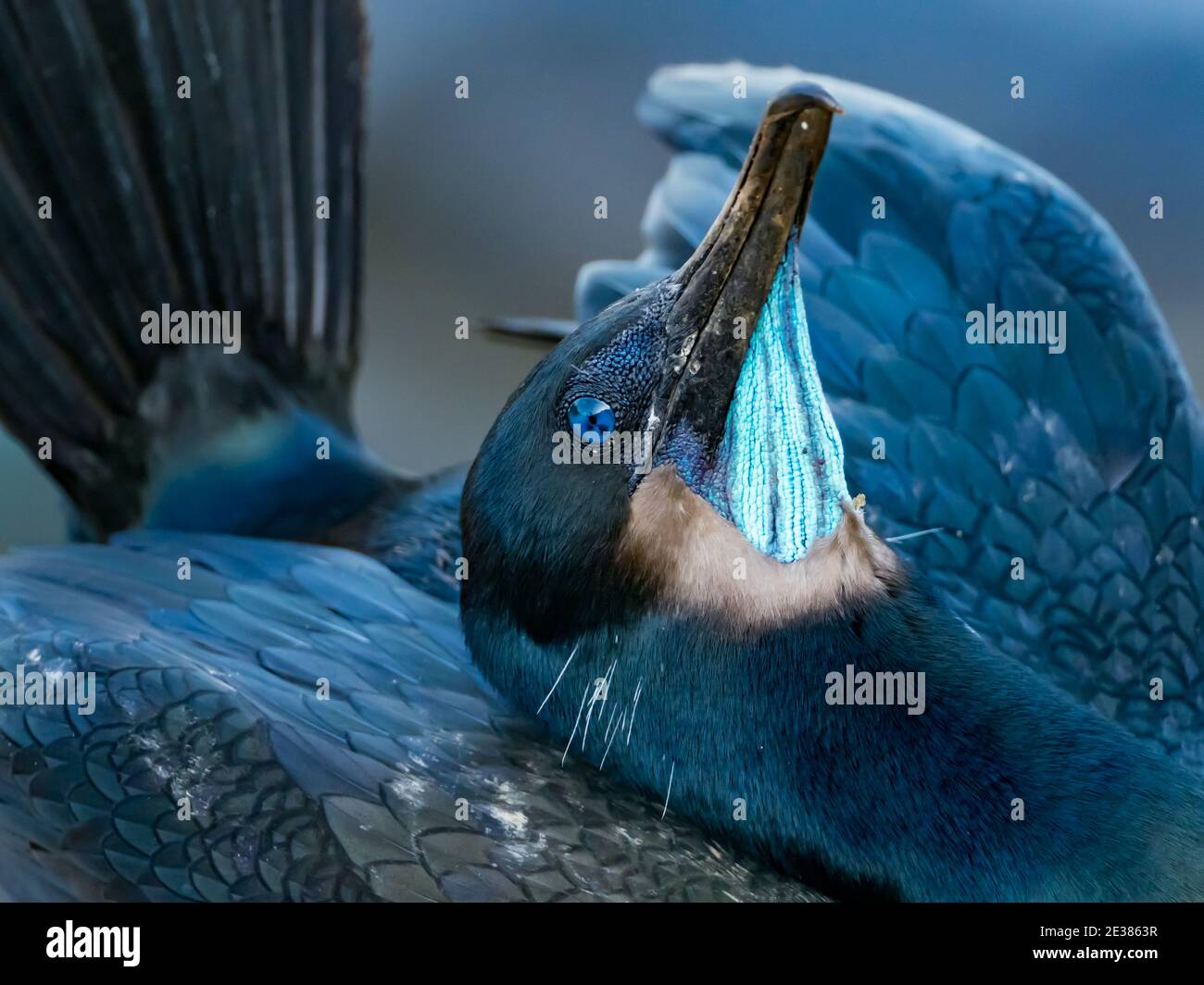 The incredible blue eyes of Brandt's cormorant, Phalacrocorax ...