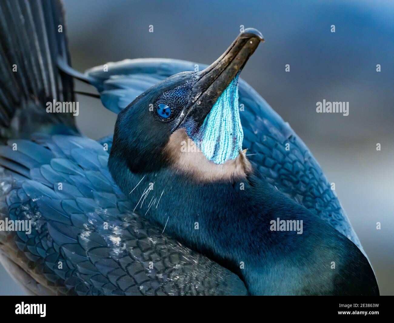 The incredible blue eyes of Brandt's cormorant, Phalacrocorax ...