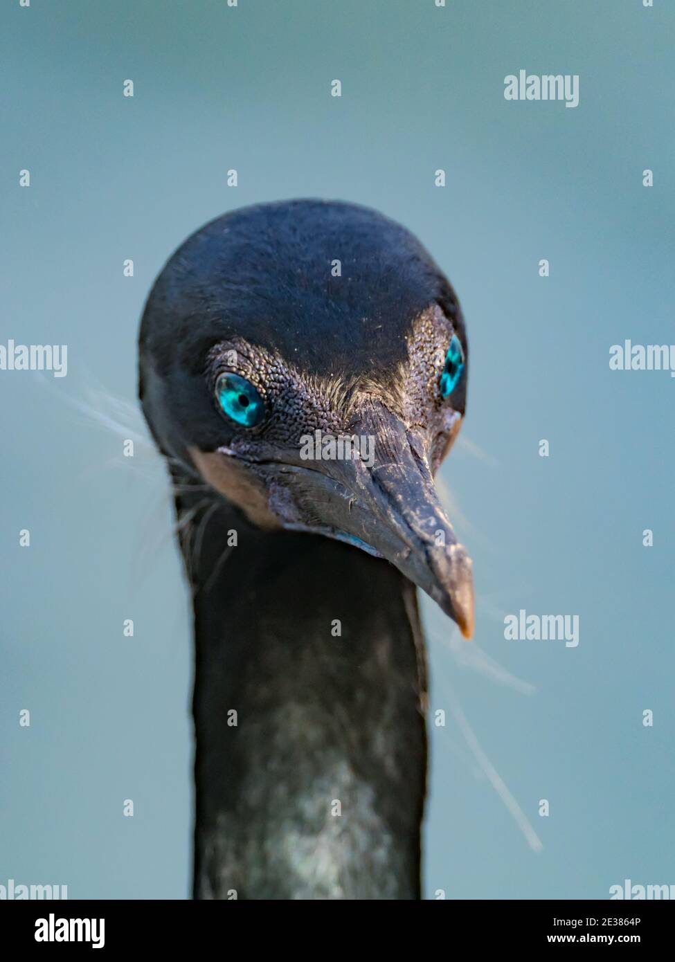 The incredible blue eyes of Brandt's cormorant, Phalacrocorax ...