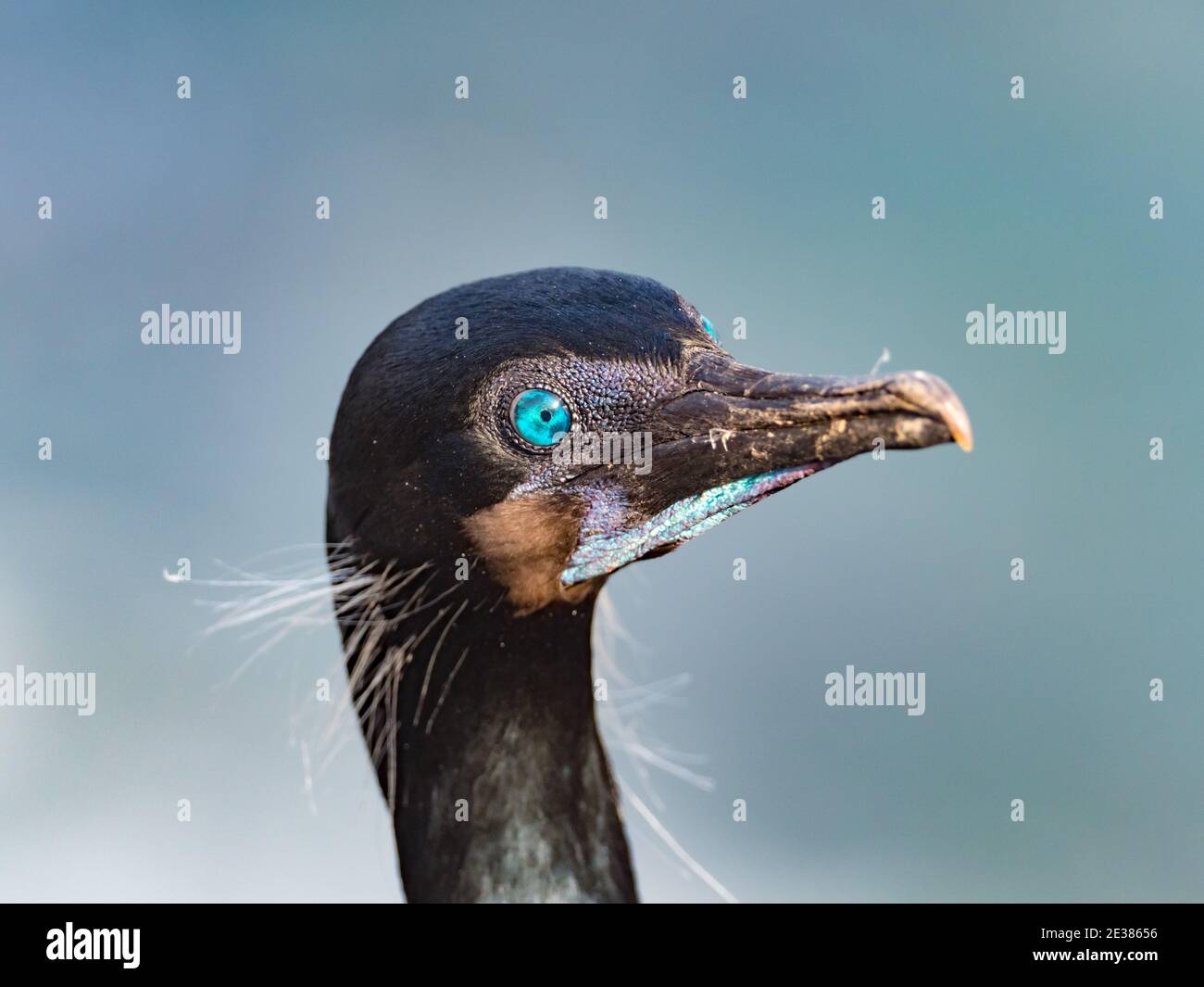 The incredible blue eyes of Brandt's cormorant, Phalacrocorax ...