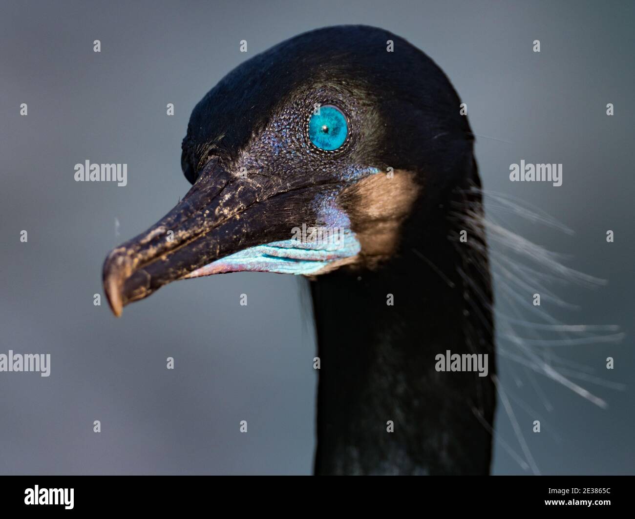 The incredible blue eyes of Brandt's cormorant, Phalacrocorax ...