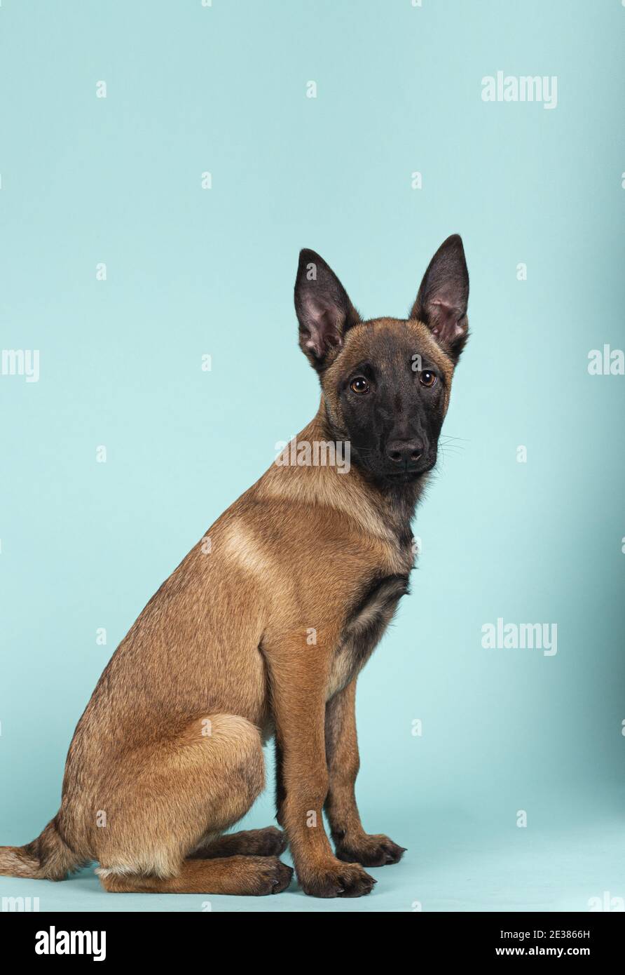 A cute Malinois puppy sitting in profile looking towards camera on a ...