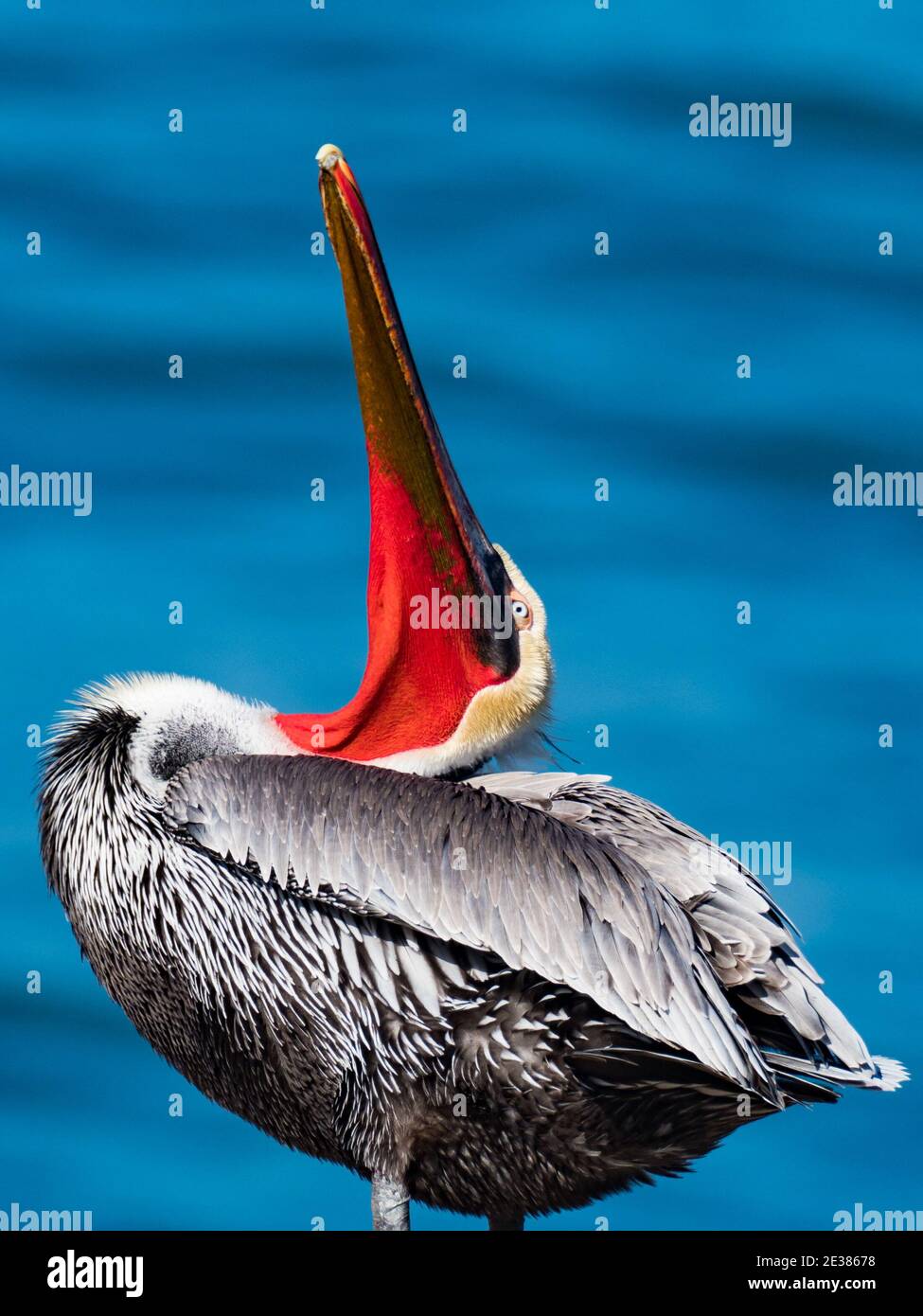 Brown pelican, Pelecanus occidentalis, a nesting bird in stunning ...