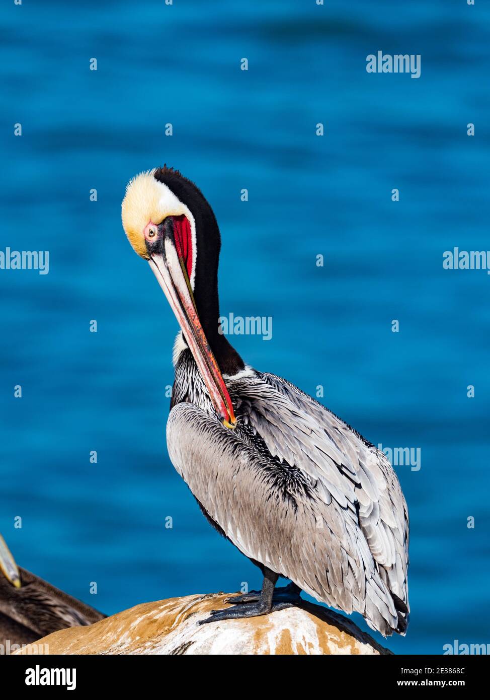 Brown pelican, Pelecanus occidentalis, a nesting bird in stunning ...