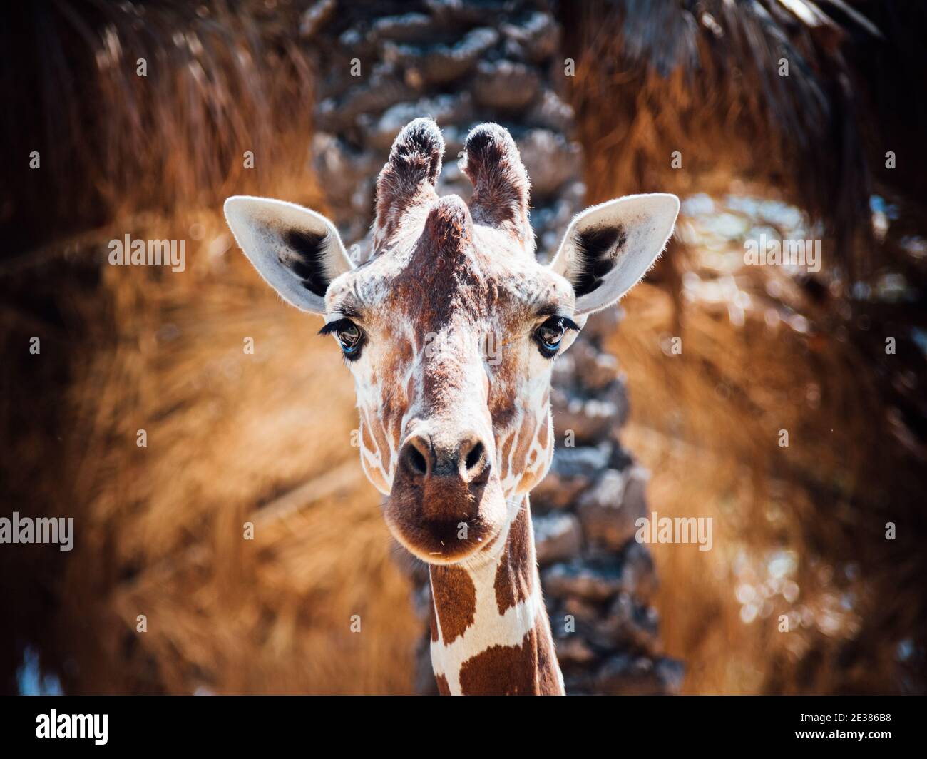 close portrait of giraffe Stock Photo - Alamy