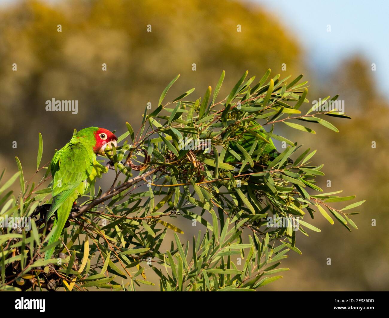 Red-masked parakeet, Psittacara erythrogenys, a non-native species of ...