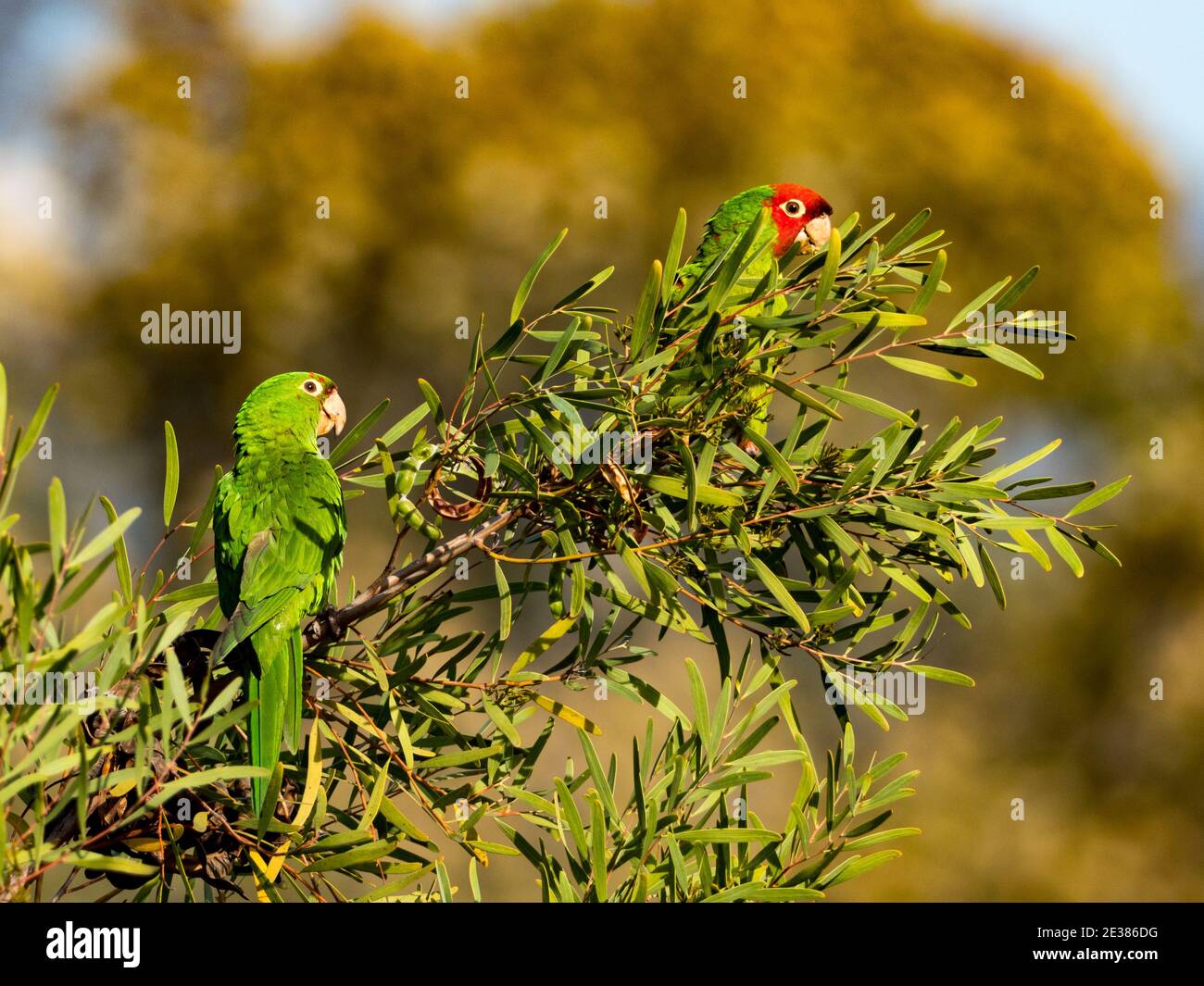 Species of bird hi-res stock photography and images - Alamy