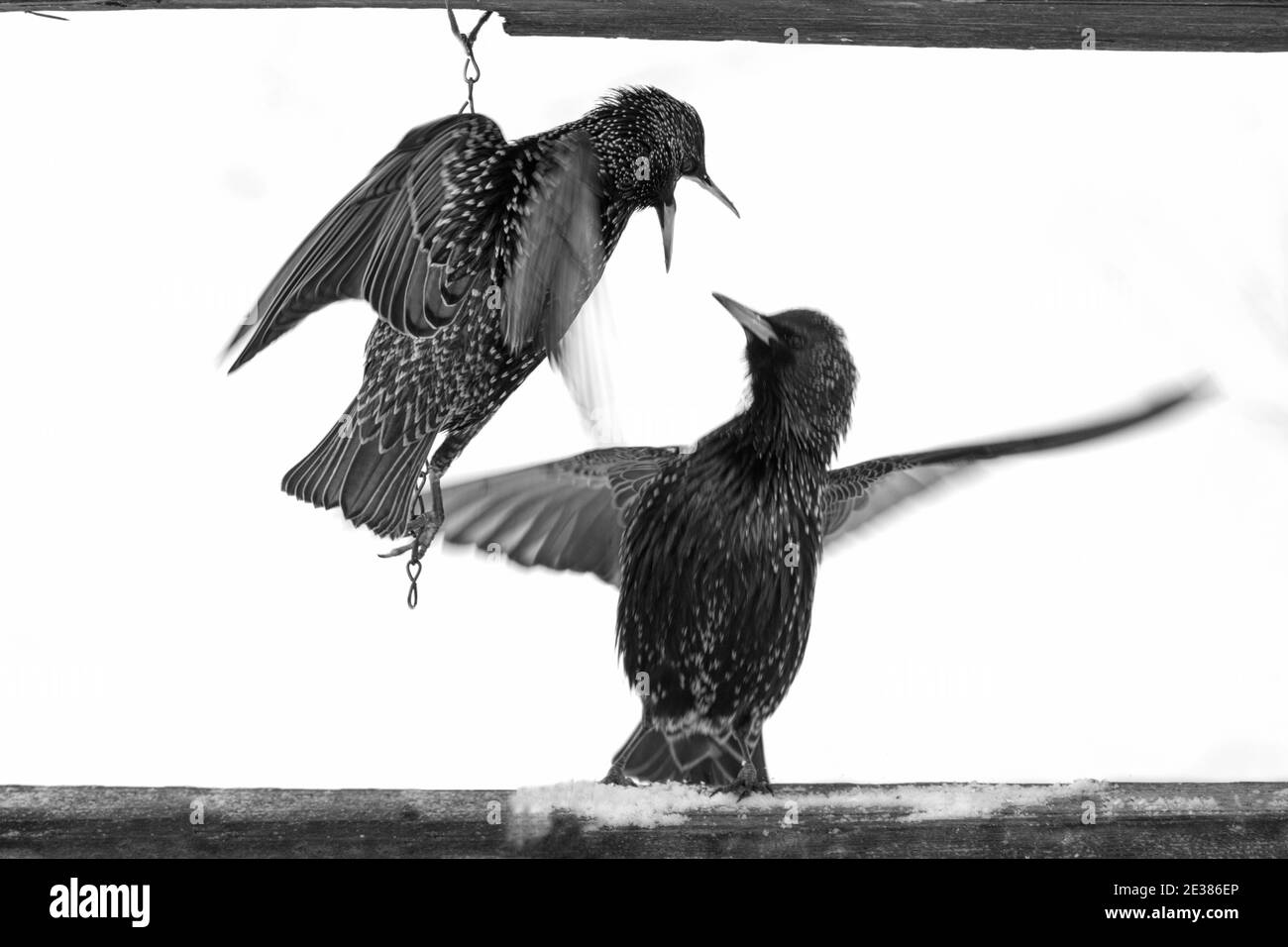 Starling fence snow hi-res stock photography and images - Alamy