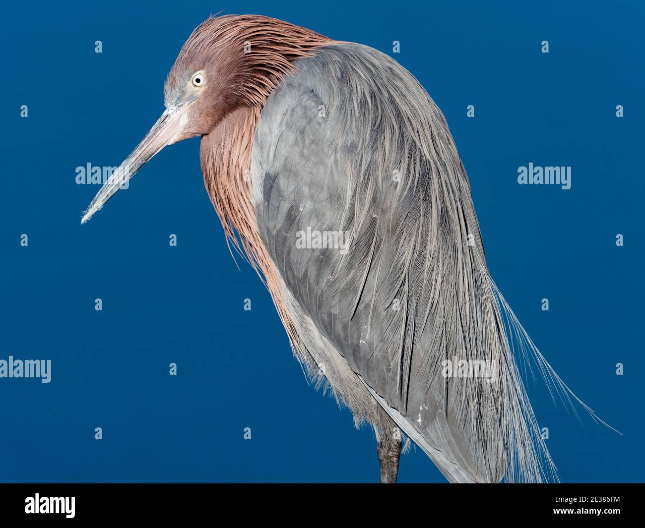 Reddish egret, Egretta rufescens, along the San Diego River, Ocean ...