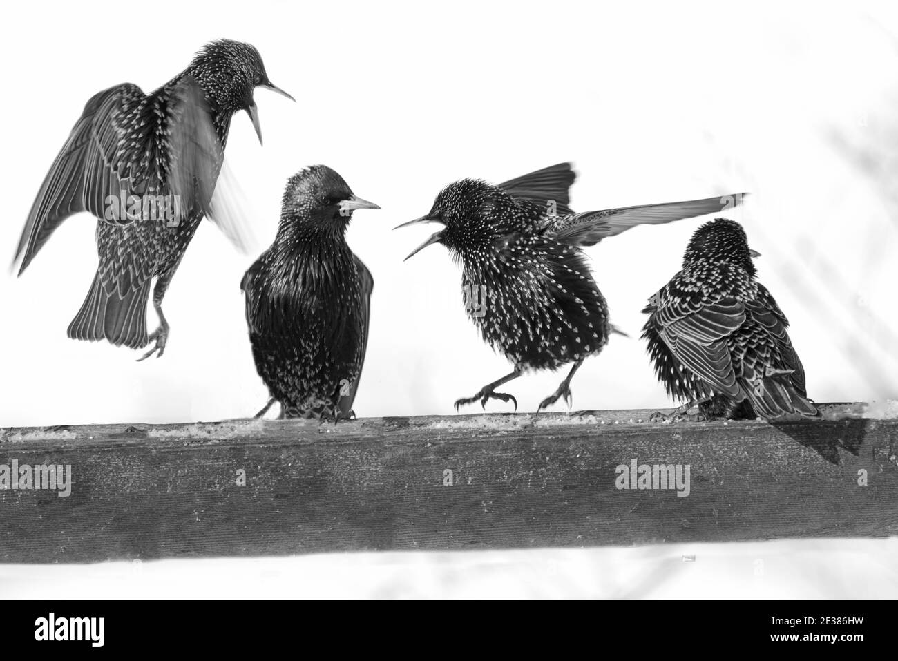 A flock of starlings on rail fence squaking at each other Stock Photo ...