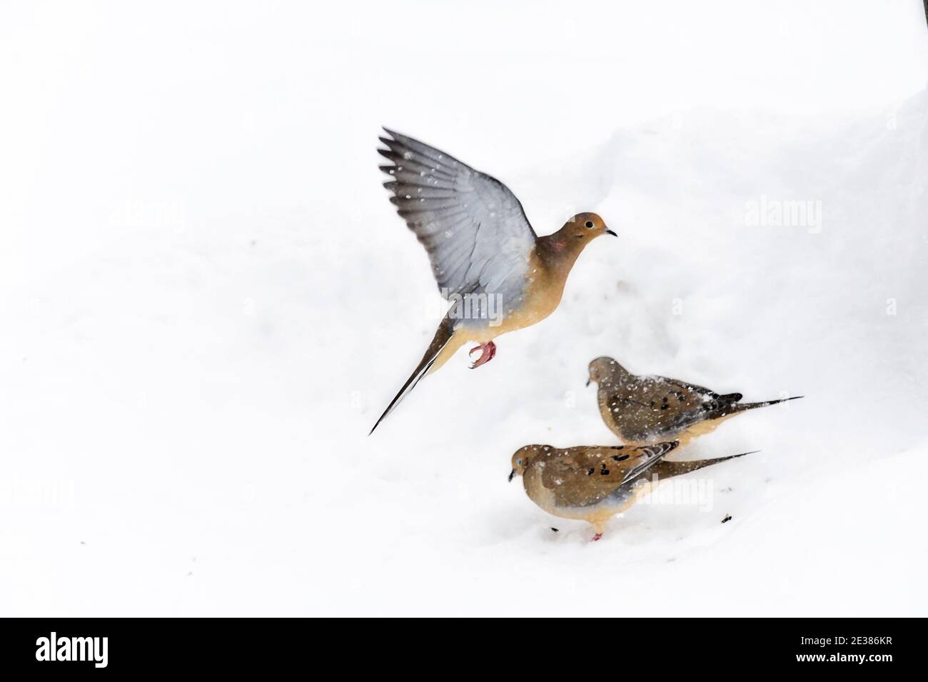 Mourning dove flying hi-res stock photography and images - Alamy