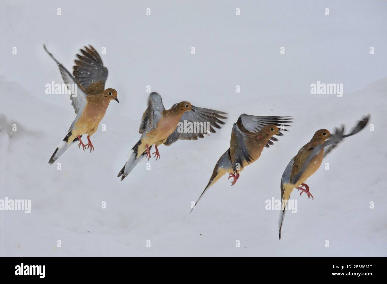 Mourning dove flying hi-res stock photography and images - Alamy
