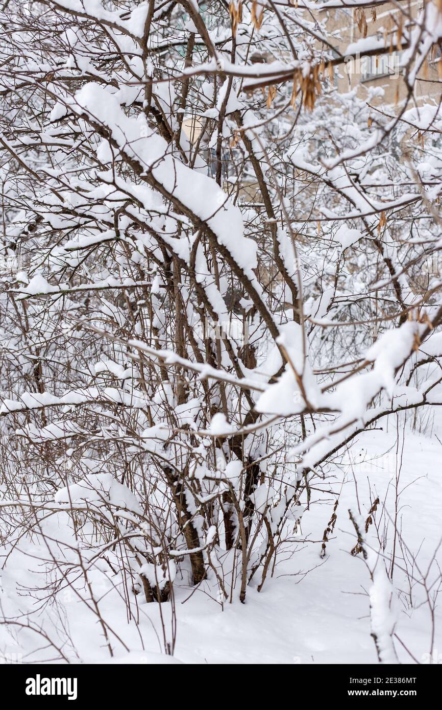 Branches of trees covered with snow. Snowy winter Stock Photo - Alamy