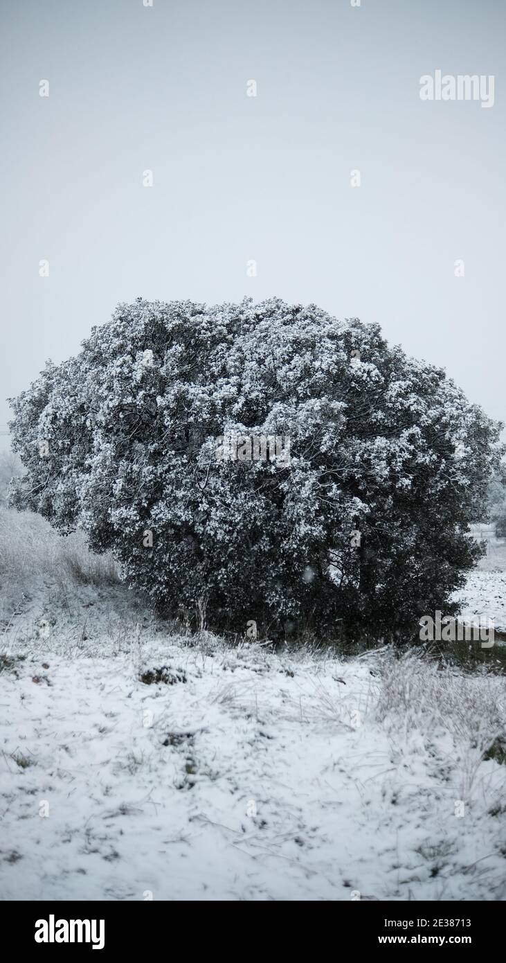 A vertical shot of tree covered with snow during wintr Stock Photo - Alamy