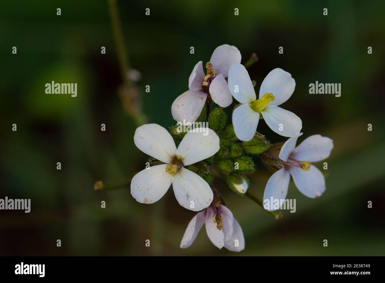 Thale Cress High Resolution Stock Photography and Images - Alamy