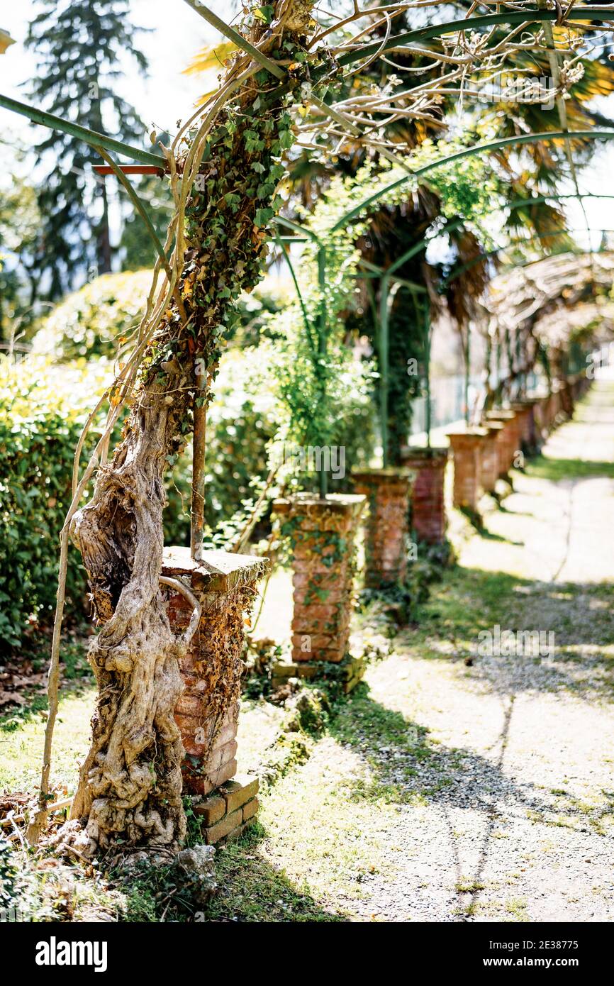 Long arch with winding wisteria along the scenic area Stock Photo - Alamy