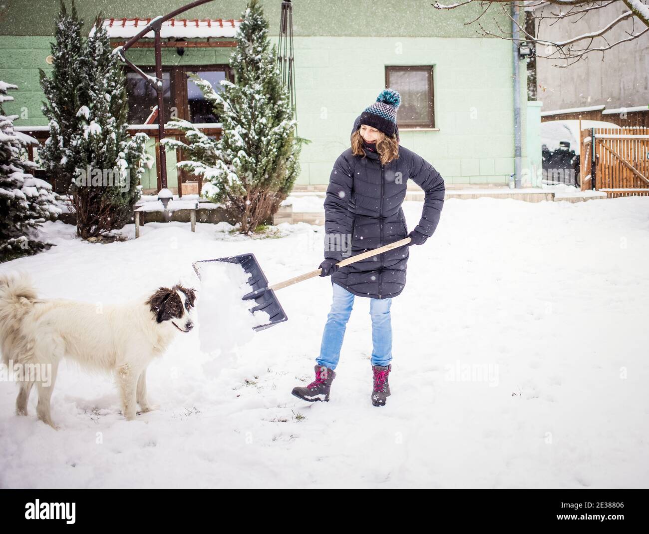 woman with shovel cleaning snow., white dog playing. Winter shoveling ...