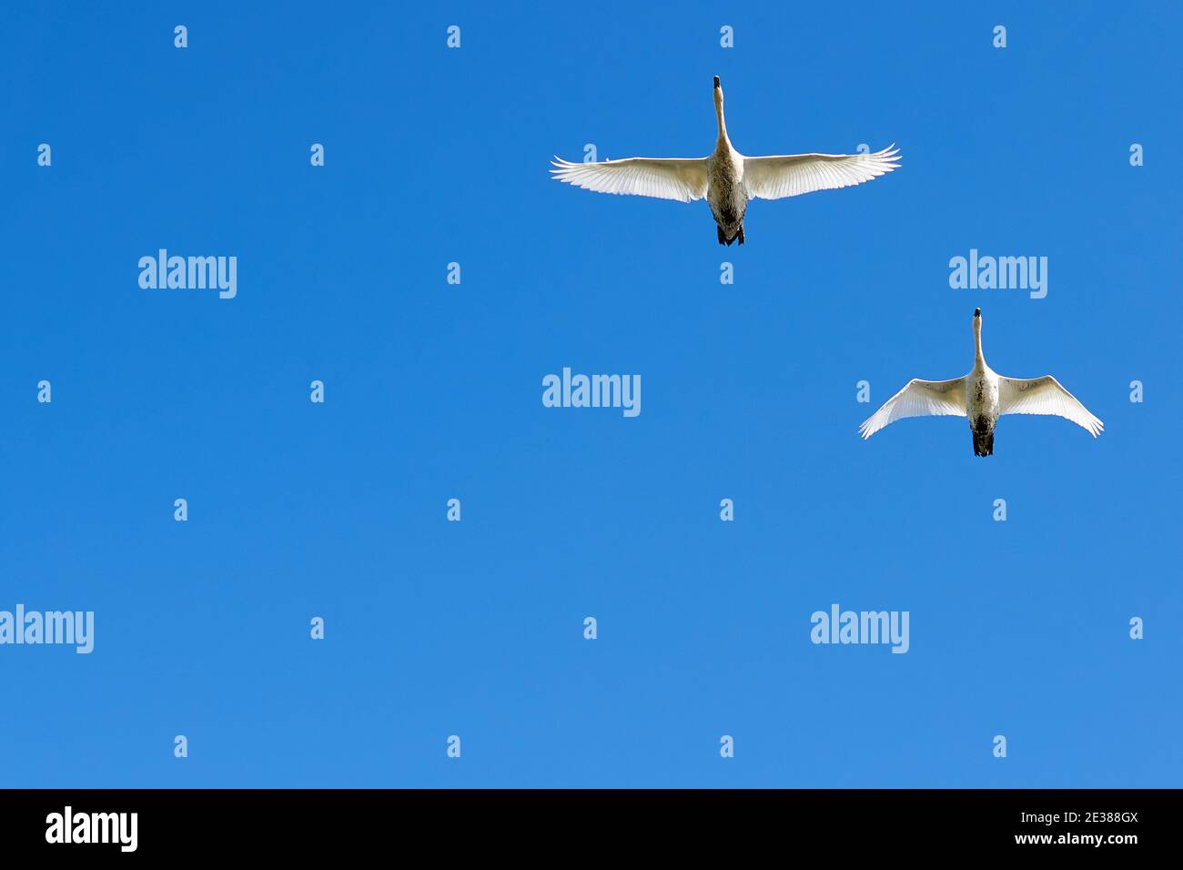 Blue bird swan birds hi-res stock photography and images - Alamy