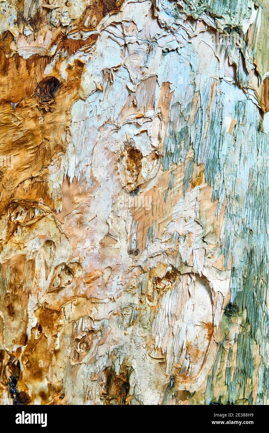 Texture of the Paperbark tree's bark Stock Photo - Alamy