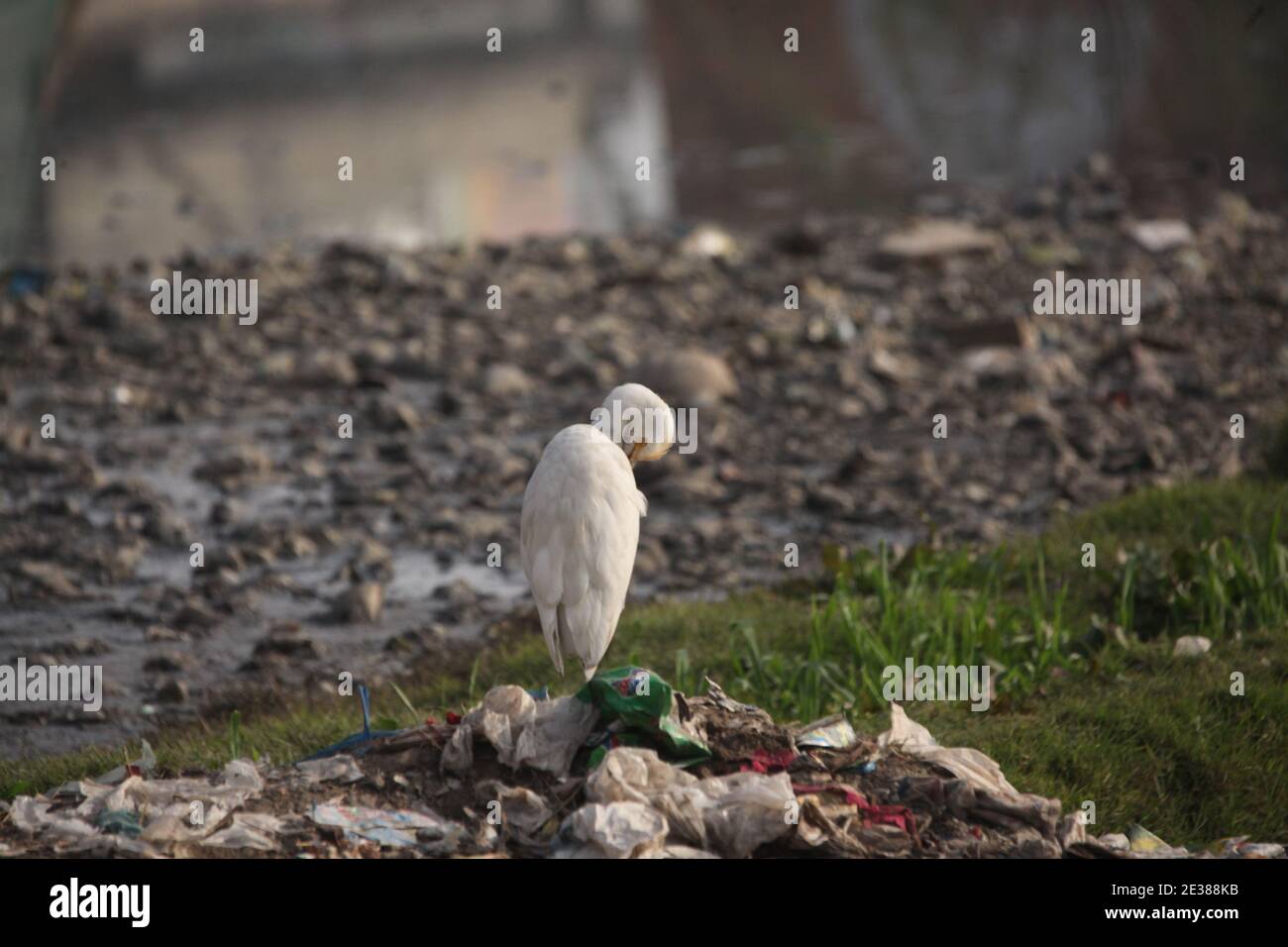 A white bird sitting on the pile of garbage Stock Photo - Alamy