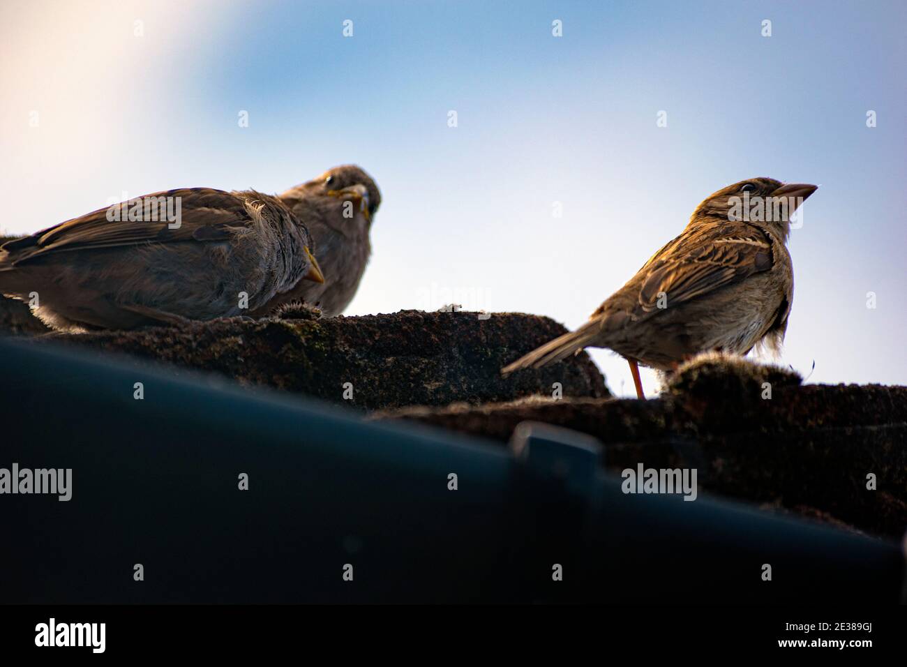 Three cute, scruffy and fluffy sparrows on a rooftop Stock Photo - Alamy