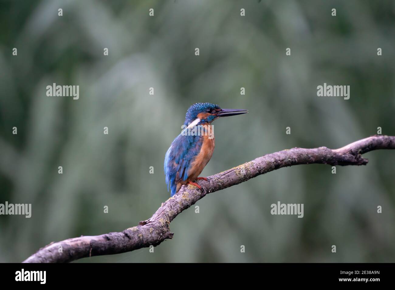 Beautiful blue Kingfisher bird, male Common Kingfisher, sitting on a ...
