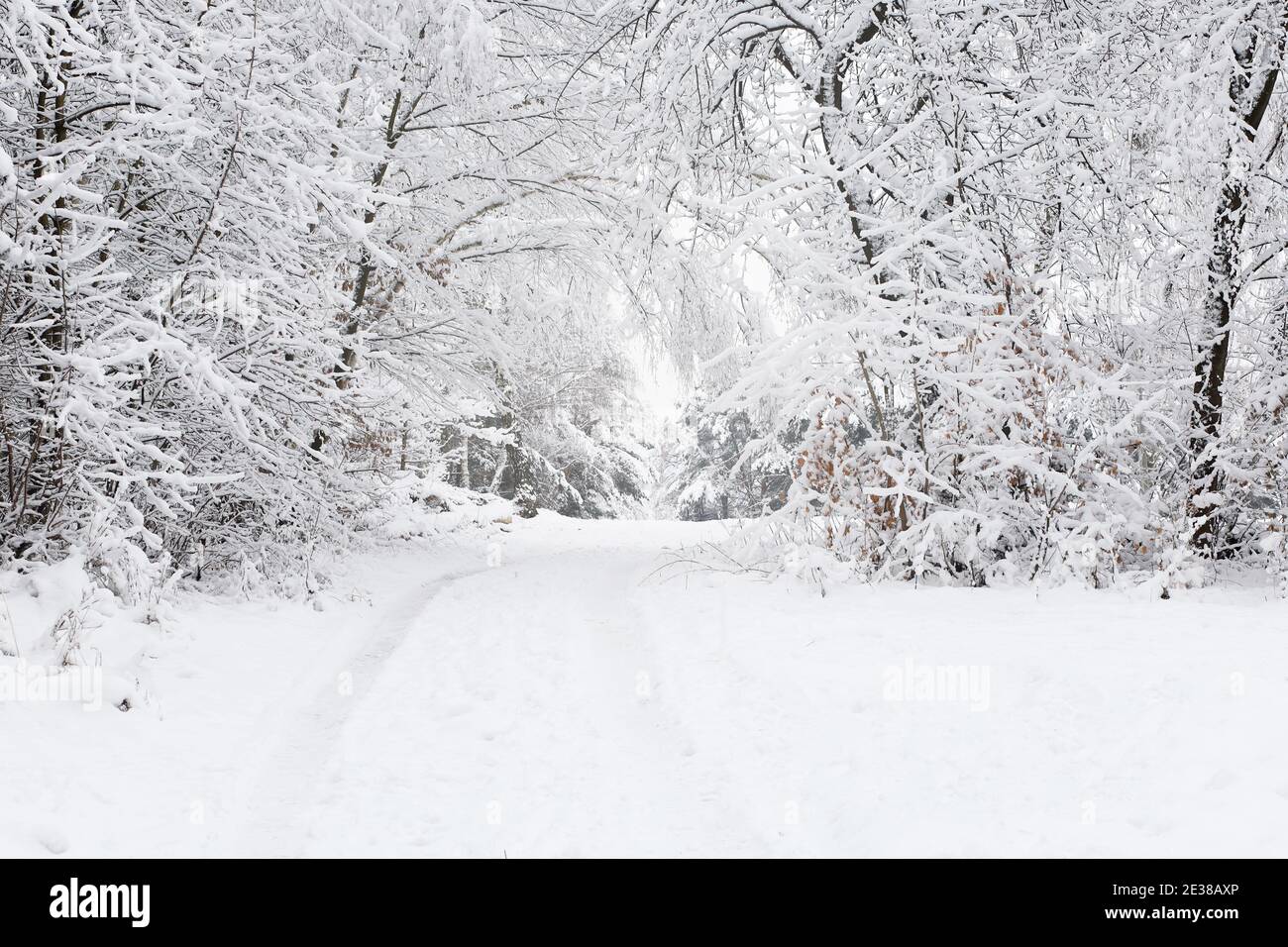 Snowy Way In Wintry Forest Background Stock Photo - Alamy