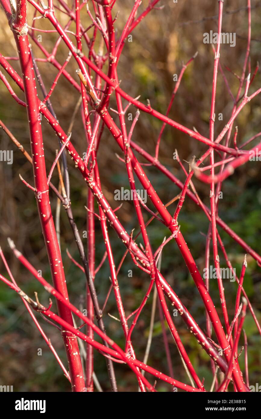 Cornus sanguinea, common dogwood red twigs close-up, UK, during winter ...