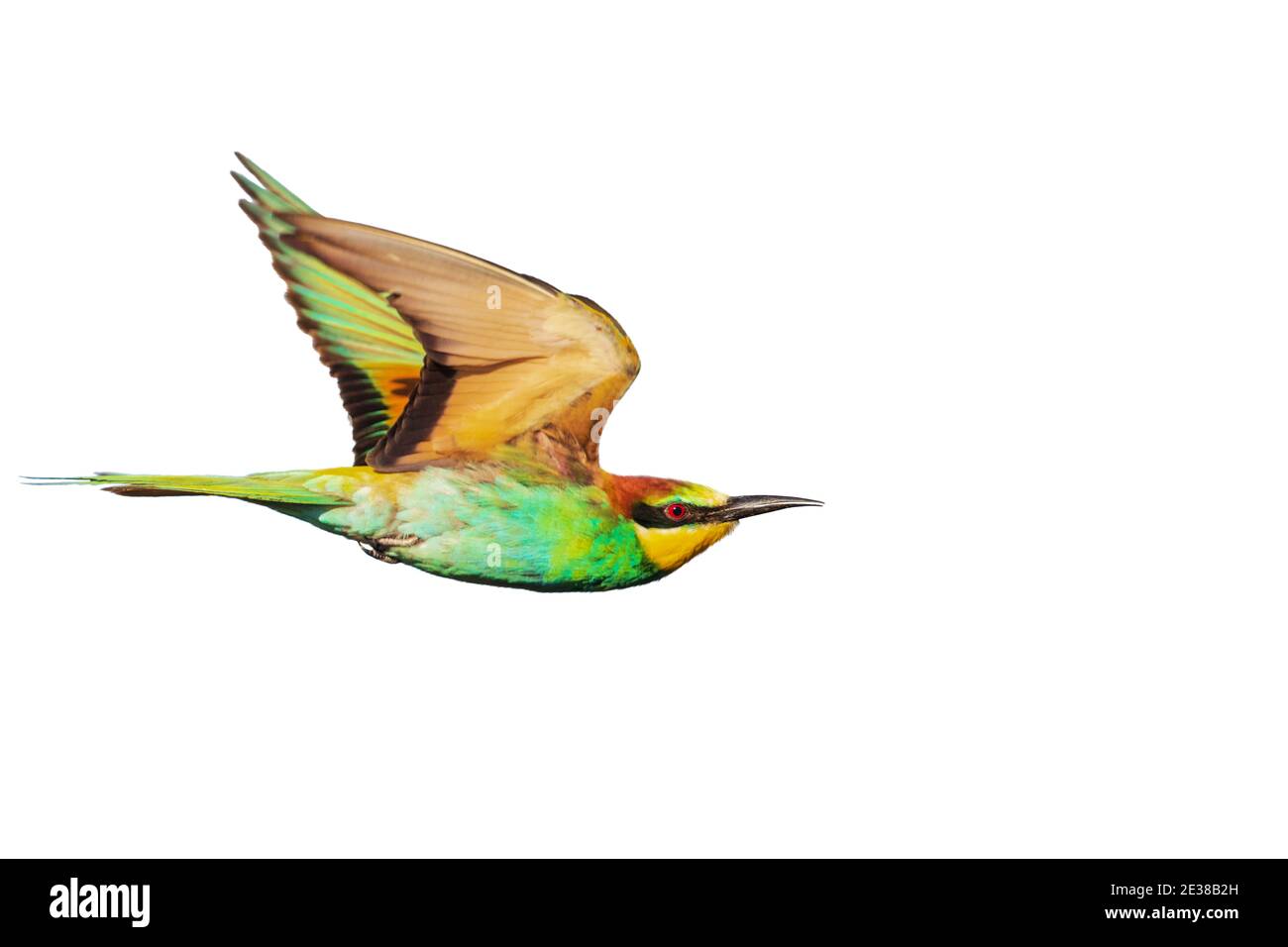 Beautiful Bird In Flight