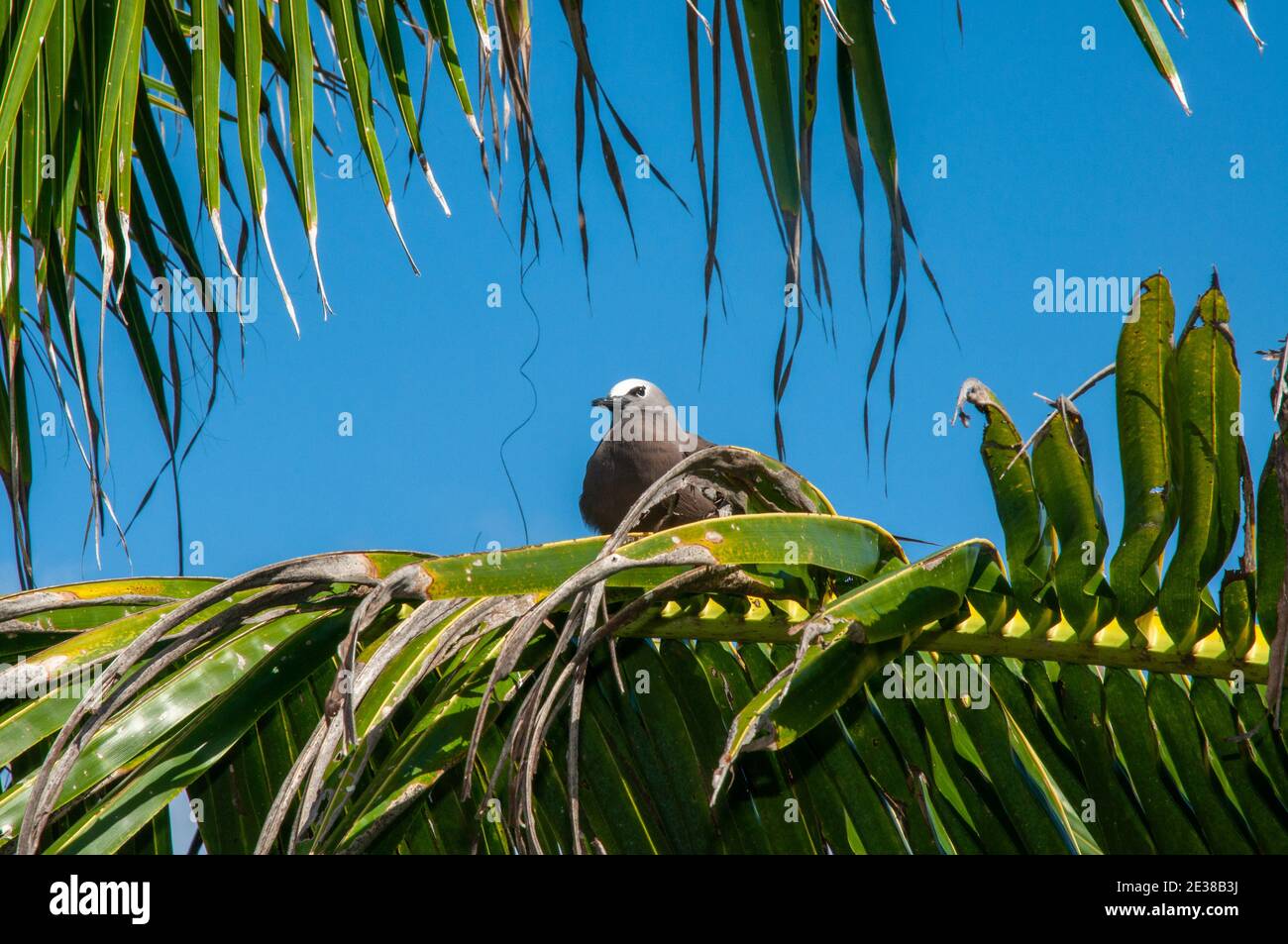 Black Noddy (Anous minutus) resting on a branch tree in Aride Island ...