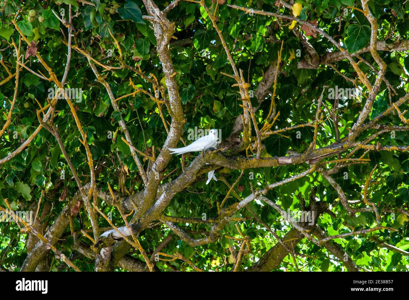 White Tern tropical white birds (Gygis alba) resting over a tree branch ...