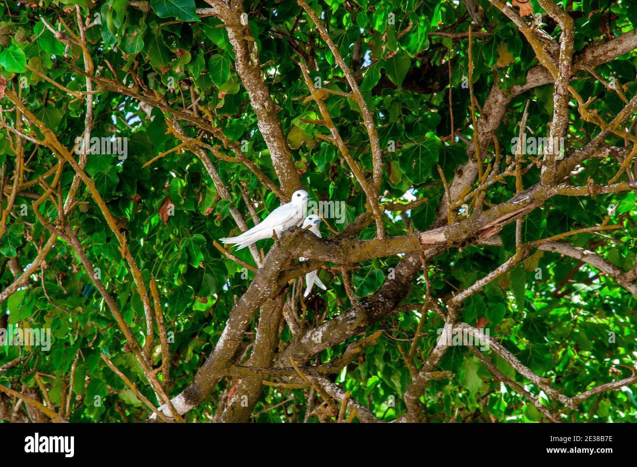 White Tern tropical white birds (Gygis alba) resting over a tree branch ...