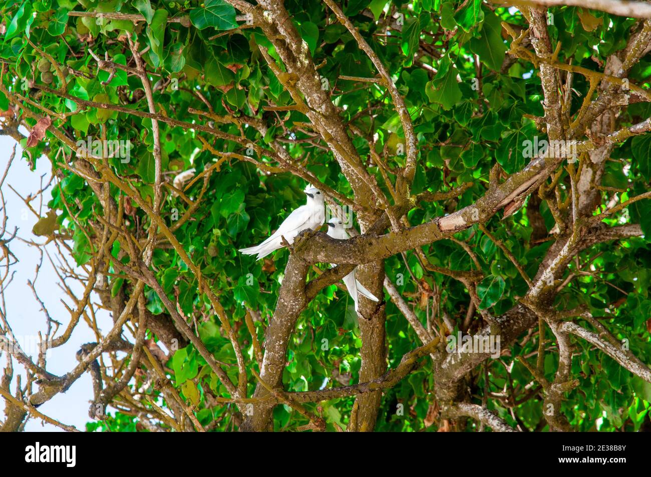White Tern tropical white birds (Gygis alba) resting over a tree branch ...