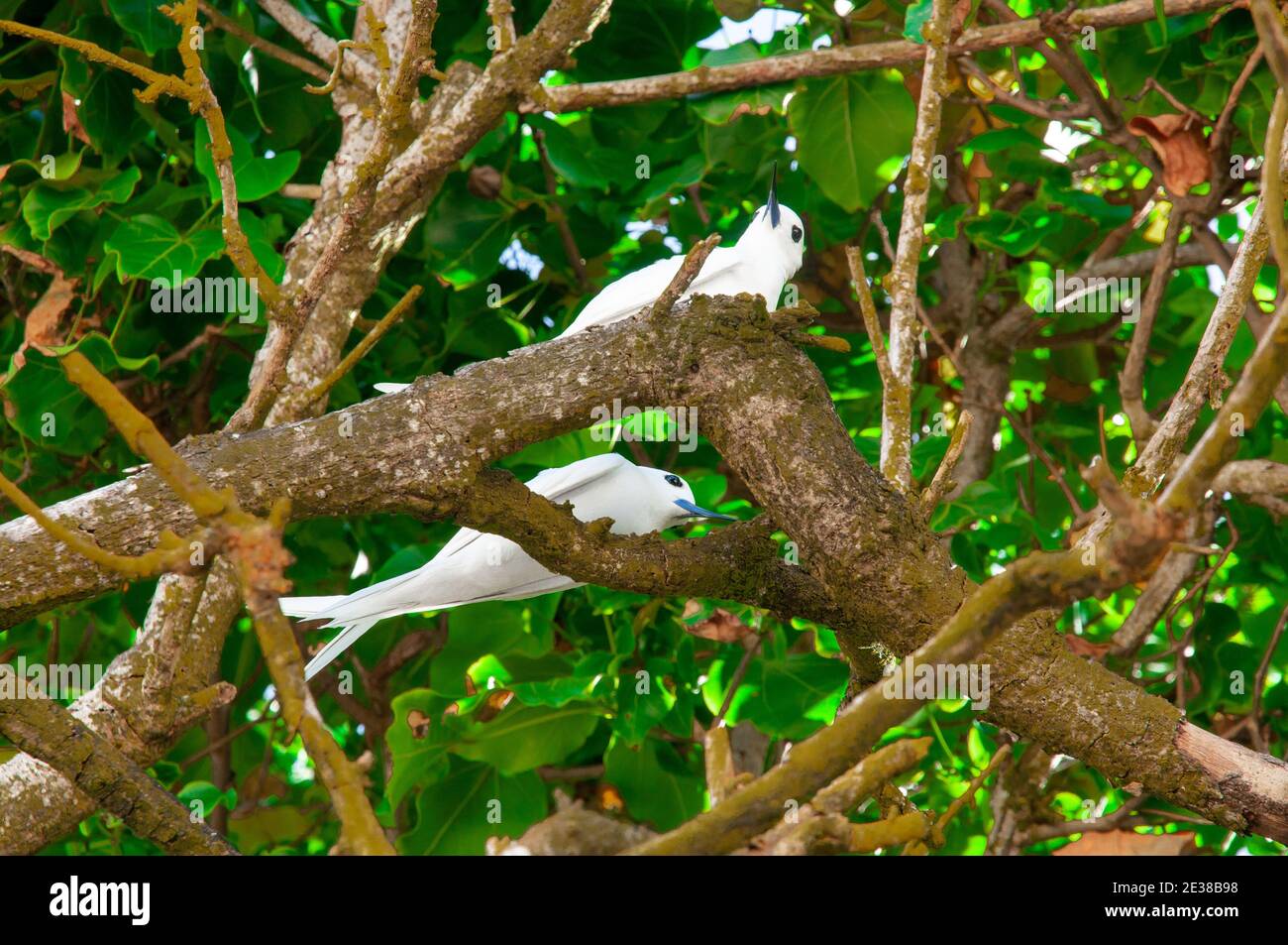 White Tern tropical white birds (Gygis alba) resting over a tree branch ...