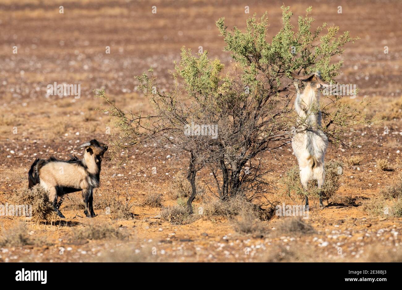 wild feral goats feeding in the outback desert of South Australia Stock ...