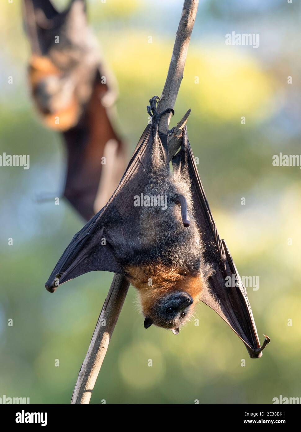 Flying fox colony hi-res stock photography and images - Alamy